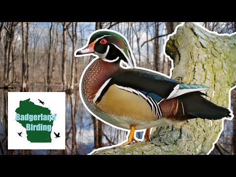 Finding America's Favorite Duck: The Wood Duck