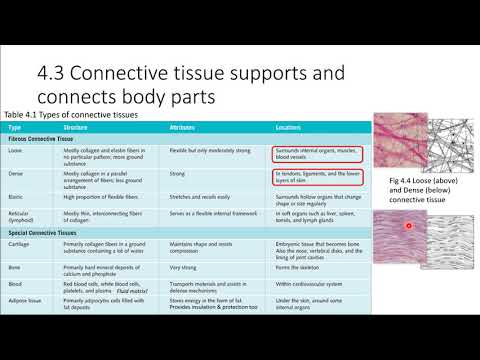 Ch04_3 Connective Tissue