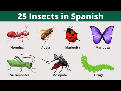25 Names of Insects in Spanish |Spanish Vocabulary