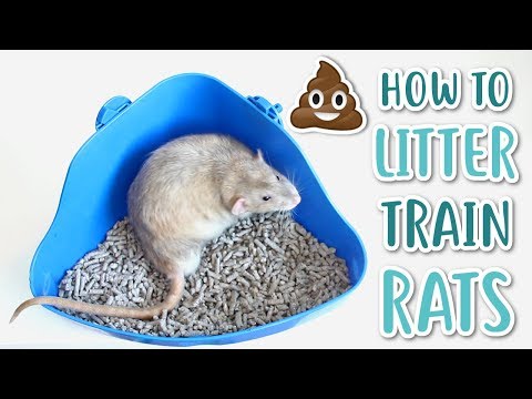 Rat Communication & Behaviour – teeny snoots rat rescue