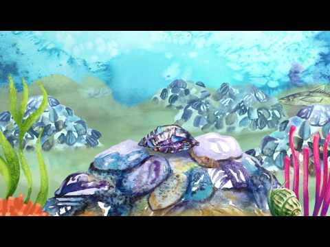 Restoring Shellfish Reefs
