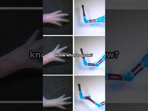 Axolotl’s Secret The Real Life Regeneration Hack