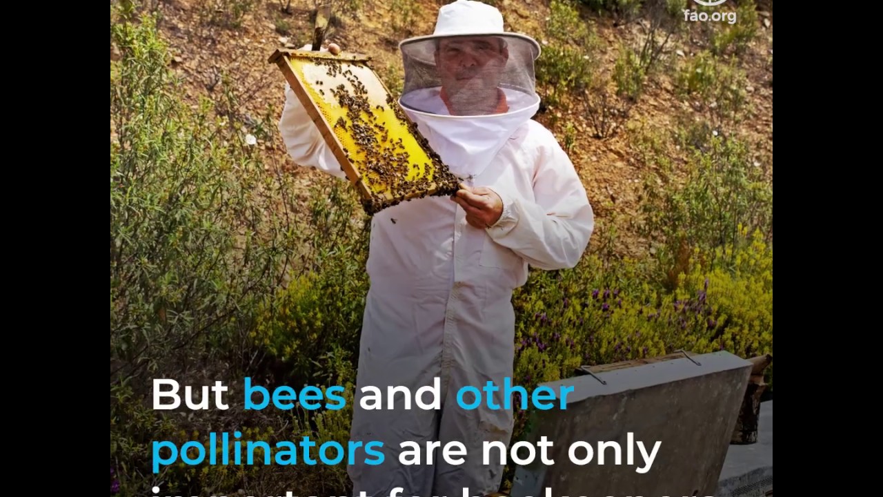 Bees are not only important for beekeepers, they are critical for food production!