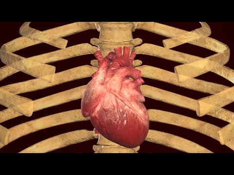 Systemic circulation and cardiac cycle