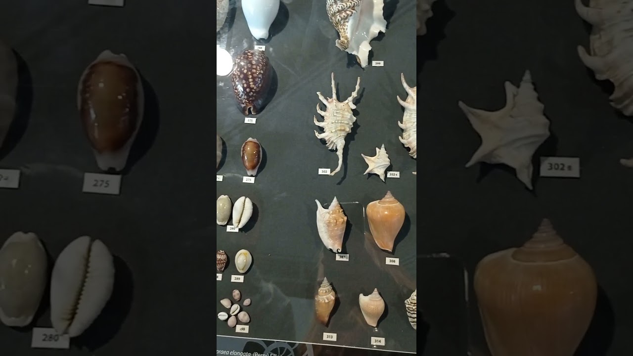 seashells collection /display #shorts