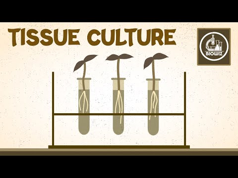 Tissue Culture | Plant Tissue Culture | Micropropagation | Class 12 Biology