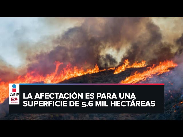 Conafor Combate 9 Incendios Forestales En 7 Entidades Excélsior