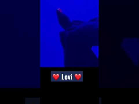 LEVI (Calligraphy video) #calligraphy #name #levi