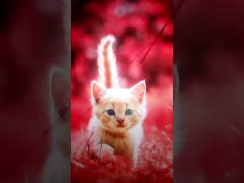 ๐ฑ cute kitten wallpapers ๐ฑ