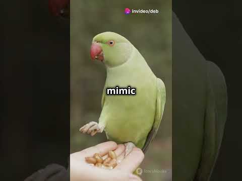 Parrots Mimicking Human Speech Nature's Talking Wonders!