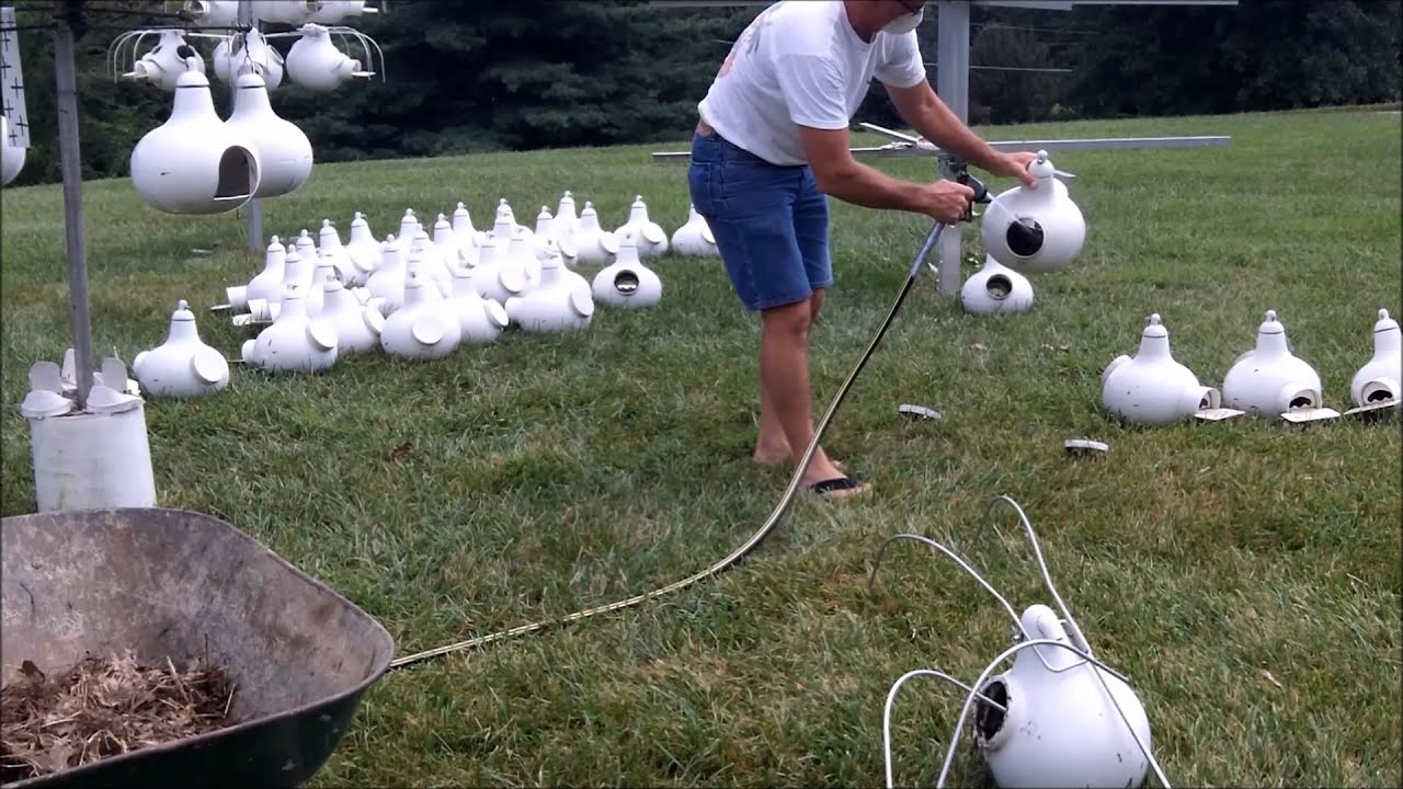 How to clean out old Purple Martin nests.