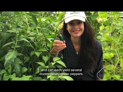 When to Harvest Jalapeno Peppers