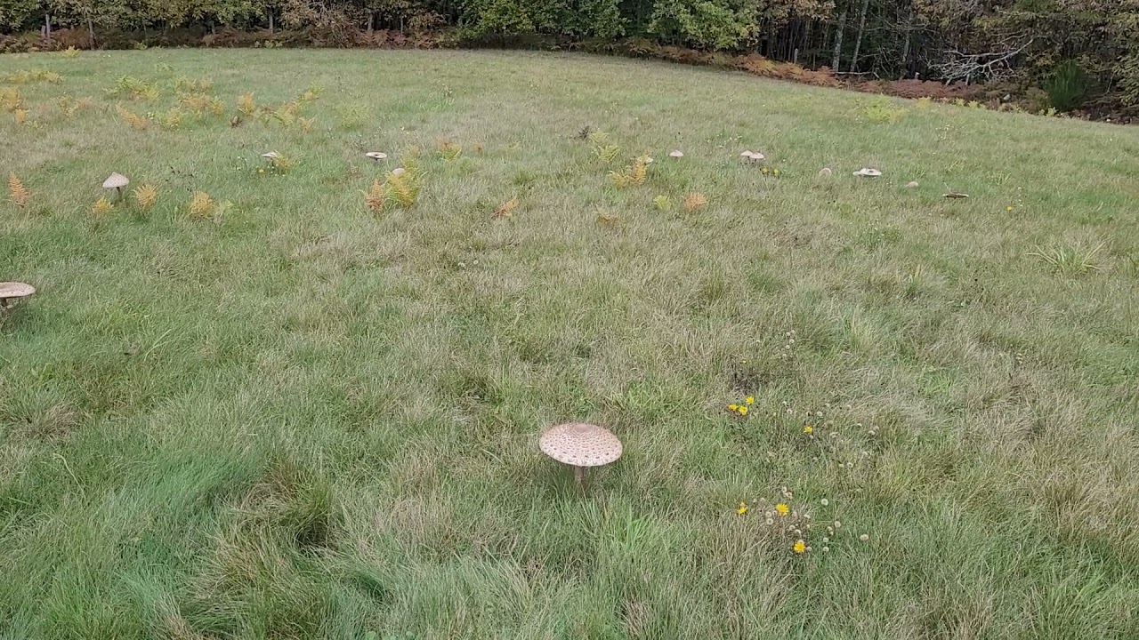 Intermède, Rond de sorcière.