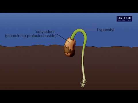 Animation 14.1 Seed germination