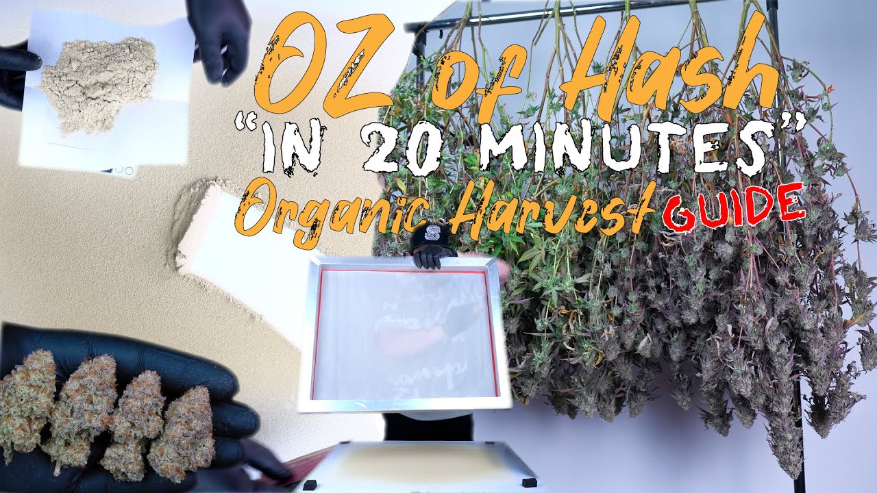 HARVEST DAY | MAKING AN OUNCE OF HASH IN 20 MINUTES