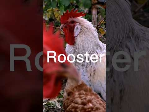 #rooster symbolism