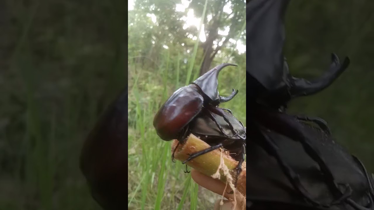 Mating of Rhinoceros Beetles