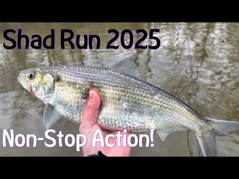 How To Fish A Spoon For Shad! FAT Hickory Shad In The Susquehanna River!