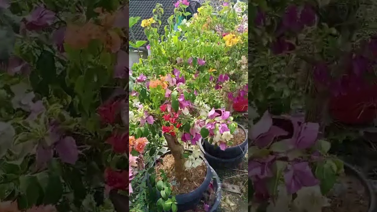 Selling bougainvillea flower seeds