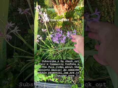 Society Garlic! An awesome edible perennial (we are in garden zone 7). Go Check the Full Video!