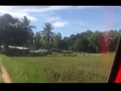 THRESHING MACHINE HANDLES ALL COMERS WITH THERE HARVEST OF RICE A BRITISH AMERICAN EXPAT LIFESTYLE