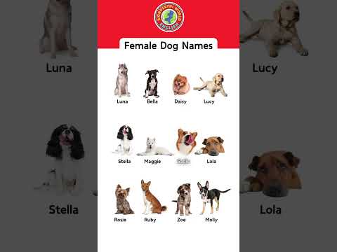 Female dog names πΆ #english