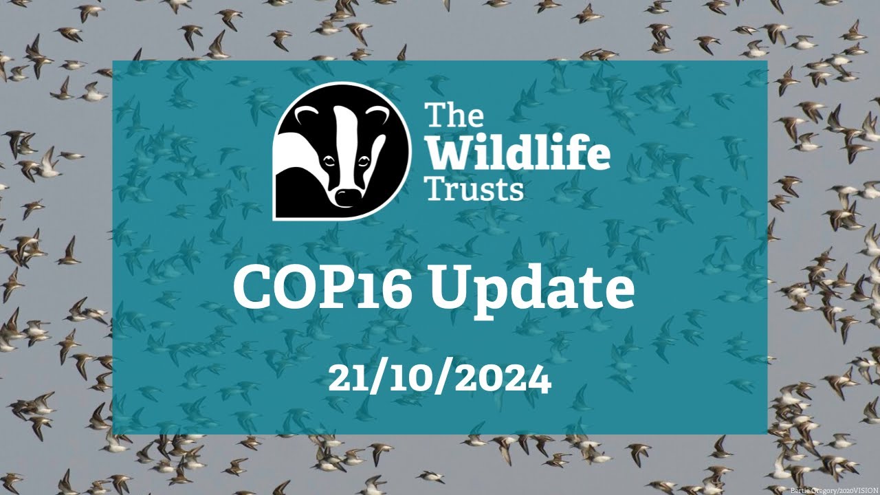 The Wildlife Trusts' #COP16 Update 21/10/2024