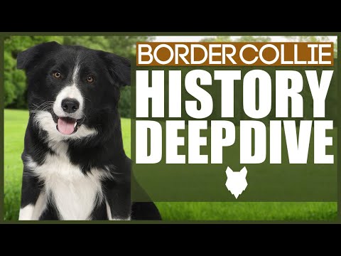 BORDER COLLIE HISTORY DEEPDIVE