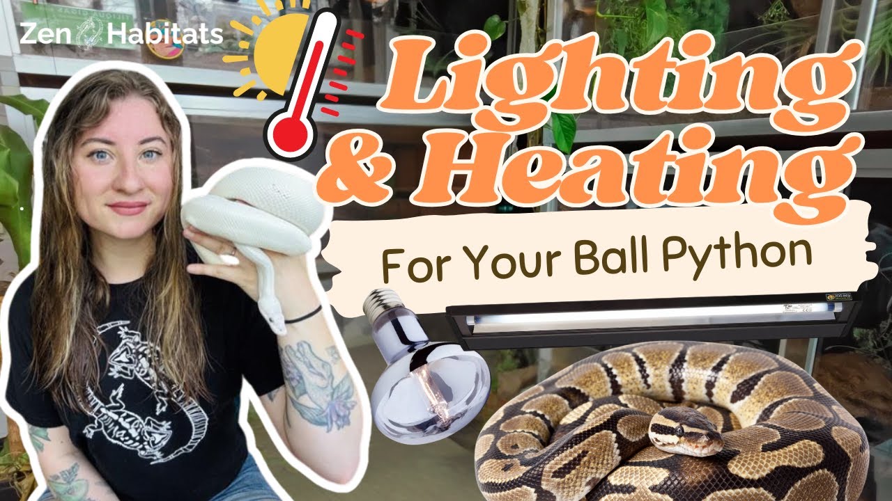 Ball Python Lighting & Heating Guide: Proper Setup, Temps & UVB