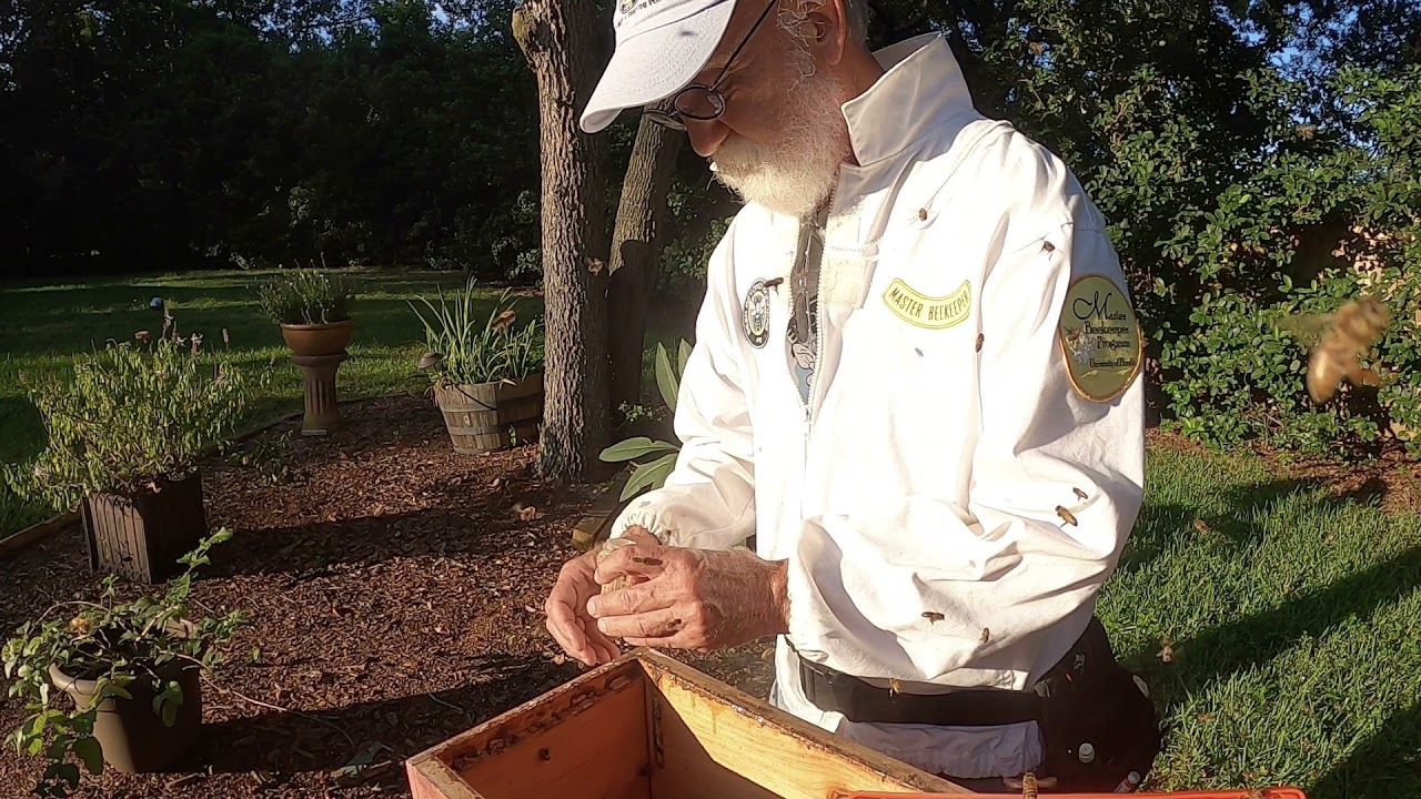 Marking and Clipping Queens - Two Minute Beekeeping Tips