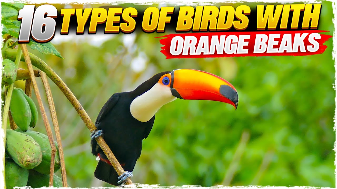 16 Types of Birds with Orange Beaks (with Pictures)