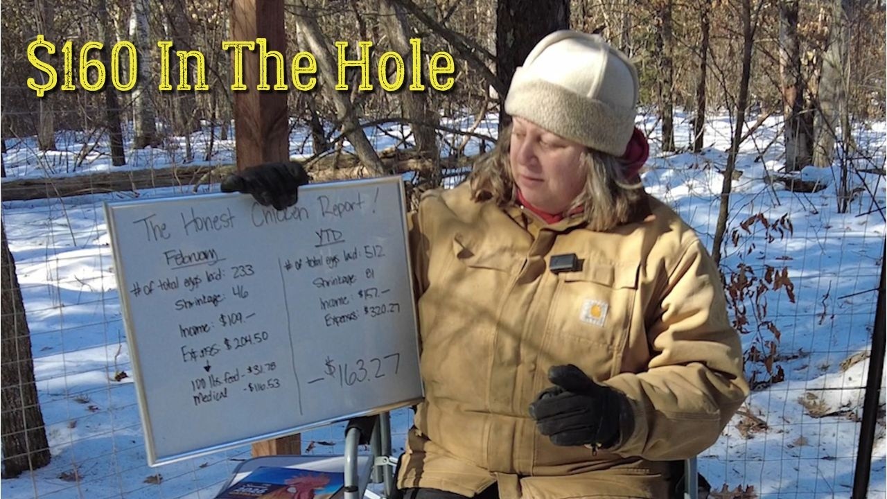 The Honest Hen Report: Are Backyard Chickens Profitable? Egg Sales vs Feed Costs