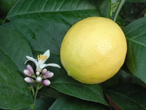 Growing Meyer Lemons in Containers | How to Grow a Lemon Tree