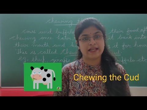 chewing the cud