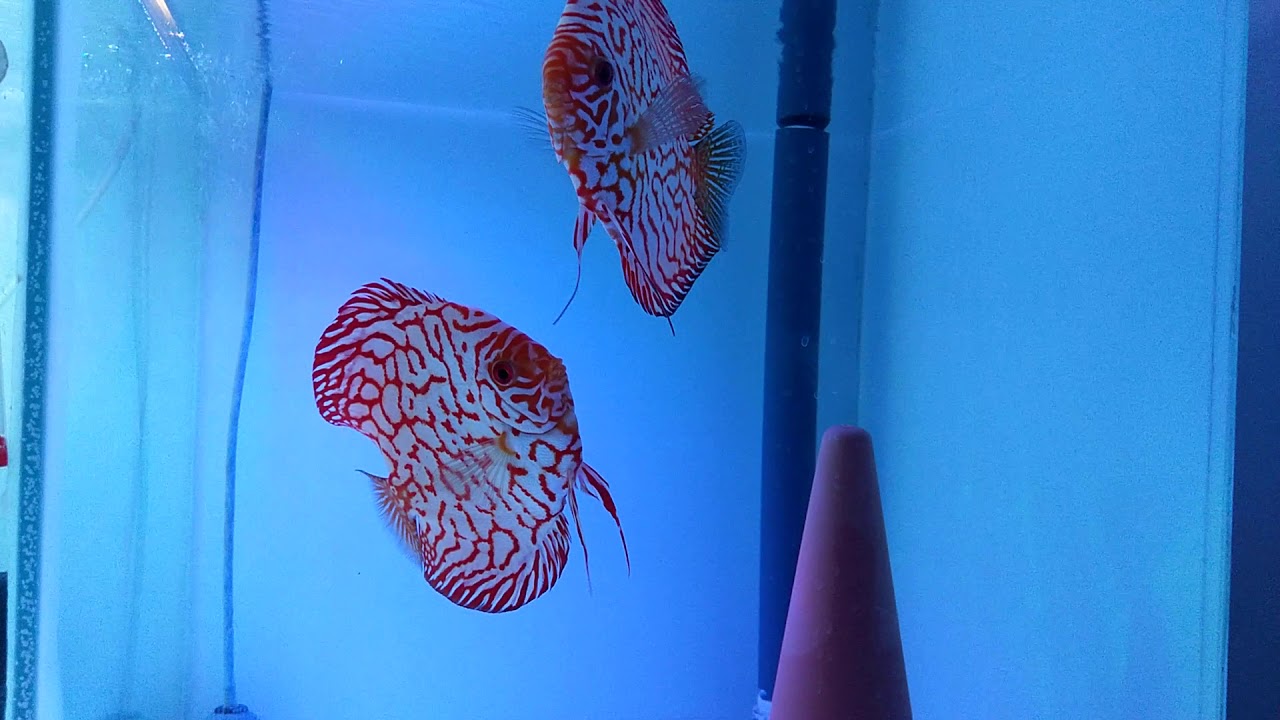 Red Map (Checkerboard) discus fish pair