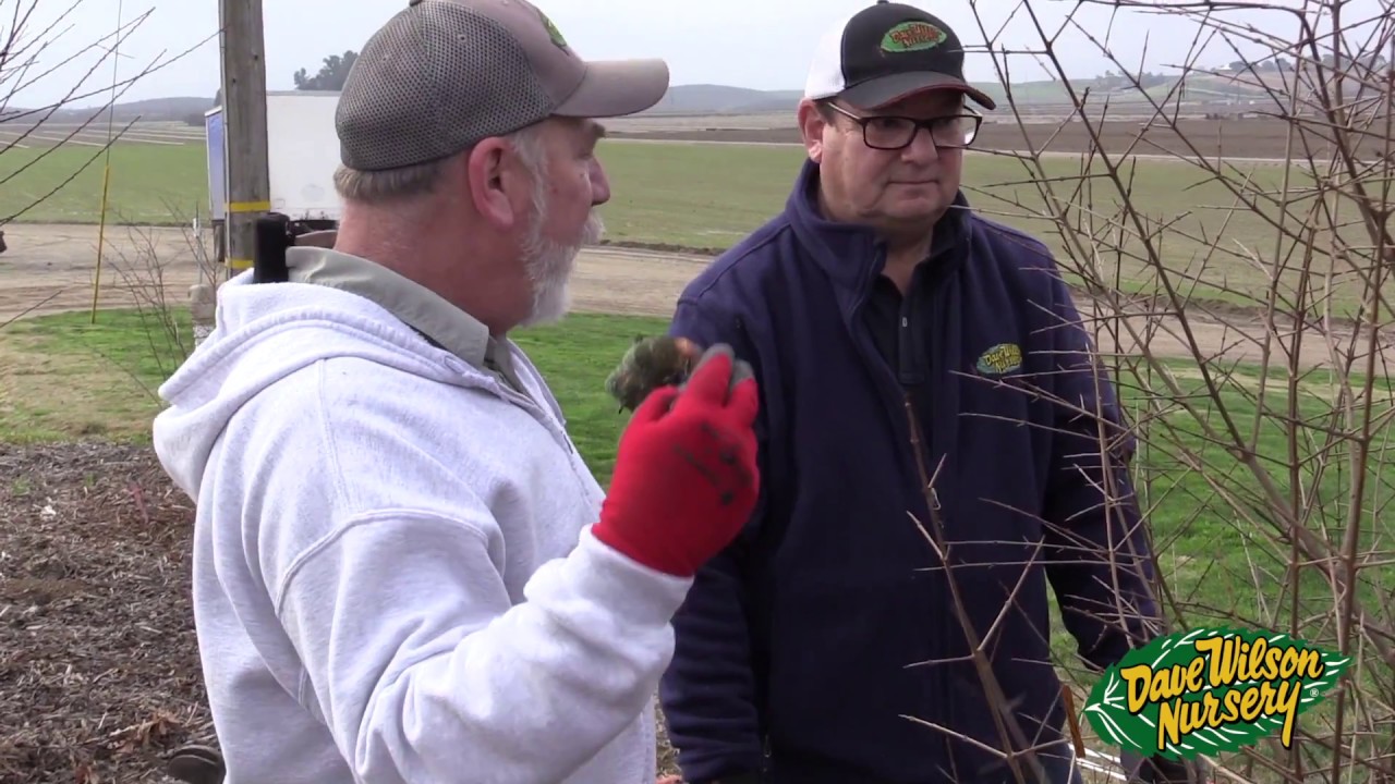 Winter Pruning January 2018