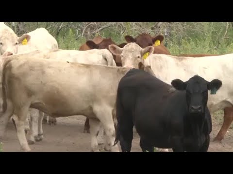 Eye on Agriculture Heat stress in cattle