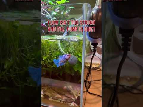 Hygger air pump review! #bettafish #fish #fishtank #aquarium #review #plantedtank #airpump #betta