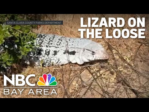 Rangers search for large nonnative lizard in South Bay park