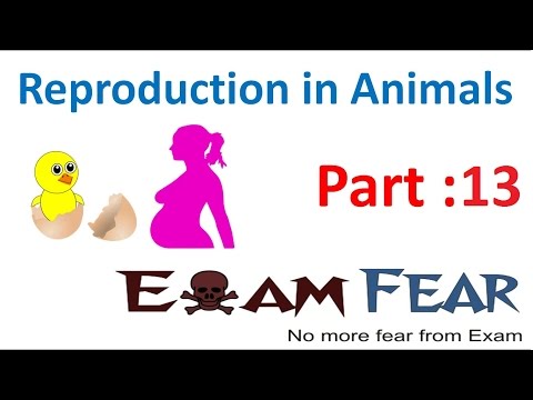 Internal Fertilization in Humans - Reproduction in Animals, Science ...