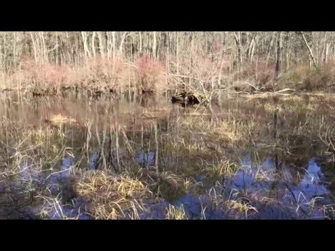 Chorus and wood frogs at Unexpected Wildlife Refuge