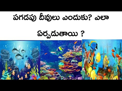 What and why are the coral reefs (Telugu)