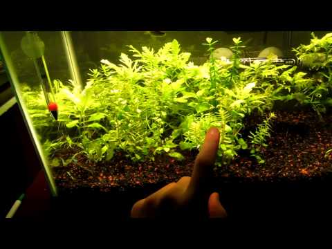 Miracle-Gro Organic Choice Potting Mix: Attempt # 2