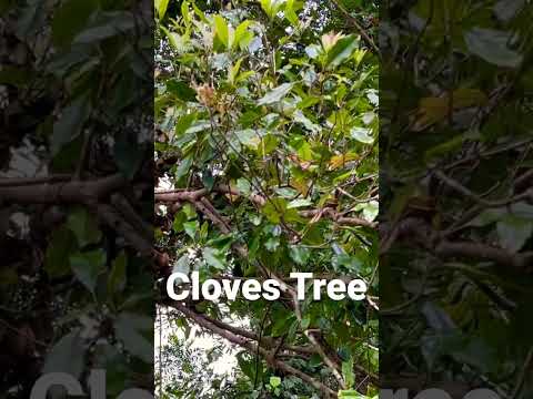 Cloves (Laung) Tree 🌳 #trending #shorts #viral #cloves #tree #masala