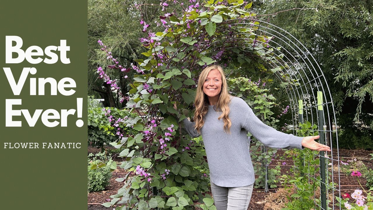 My Favorite and Easiest Annual Vine to Grow. Heat and Sun Loving 