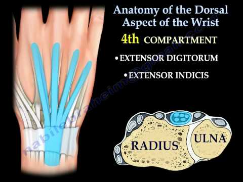 Anatomy Of The Dorsal Aspect Of The Wrist - Everything You Need To Know - Dr. Nabil Ebraheim