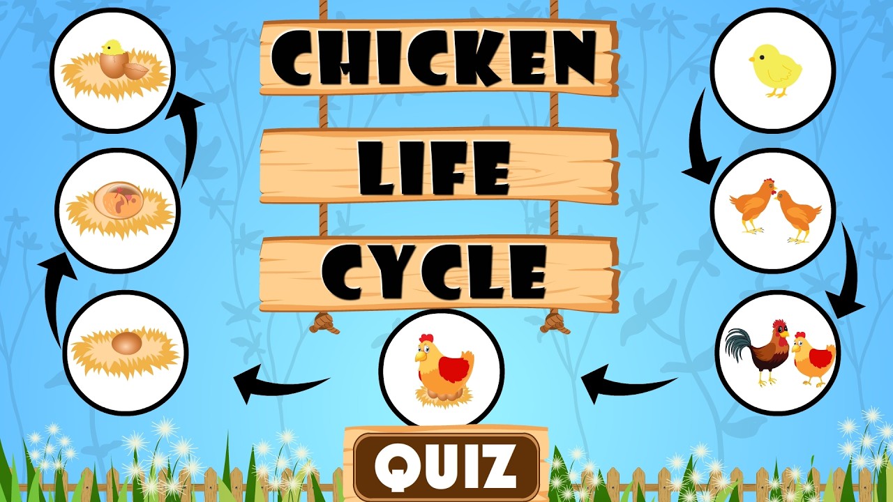 Life Cycle of a Chicken | Quiz for Kids | Stages, Facts, and FAQs