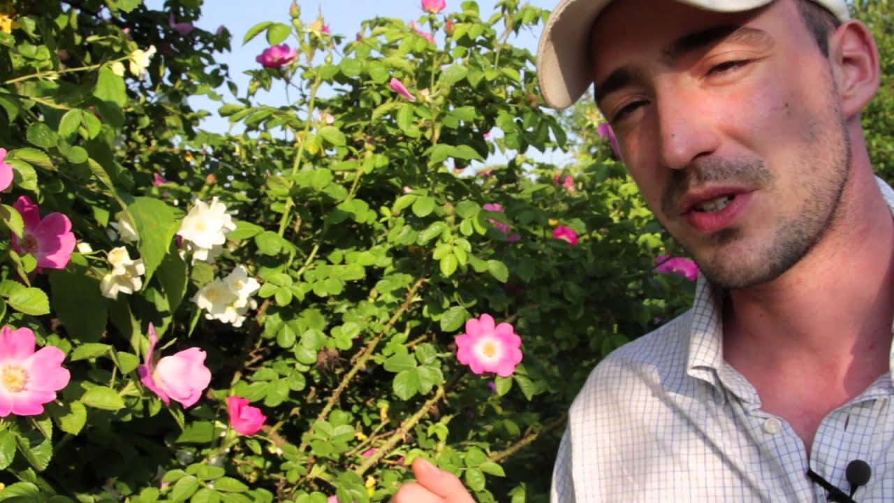 Rosa rubiginosa - Weinrose