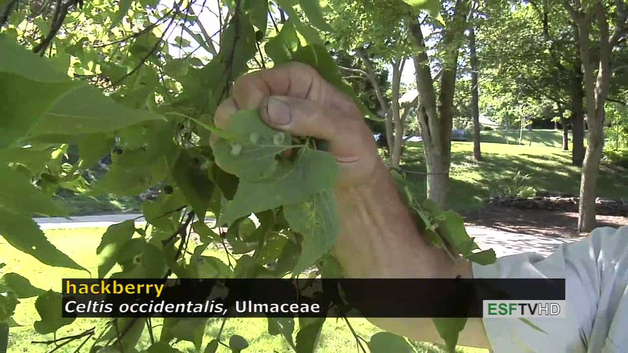 Trees with Don Leopold - hackberry