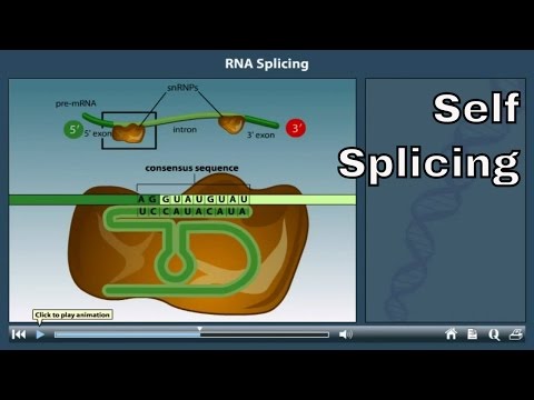 RNA Splicing Animation - self splicing Video Lecture - NEET